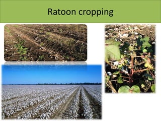 Oil seed based crop | PPTX