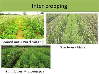 Oil seed based crop | PPTX