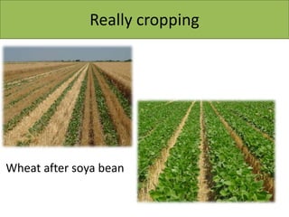 Oil seed based crop | PPTX