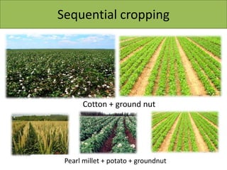 Oil seed based crop | PPTX