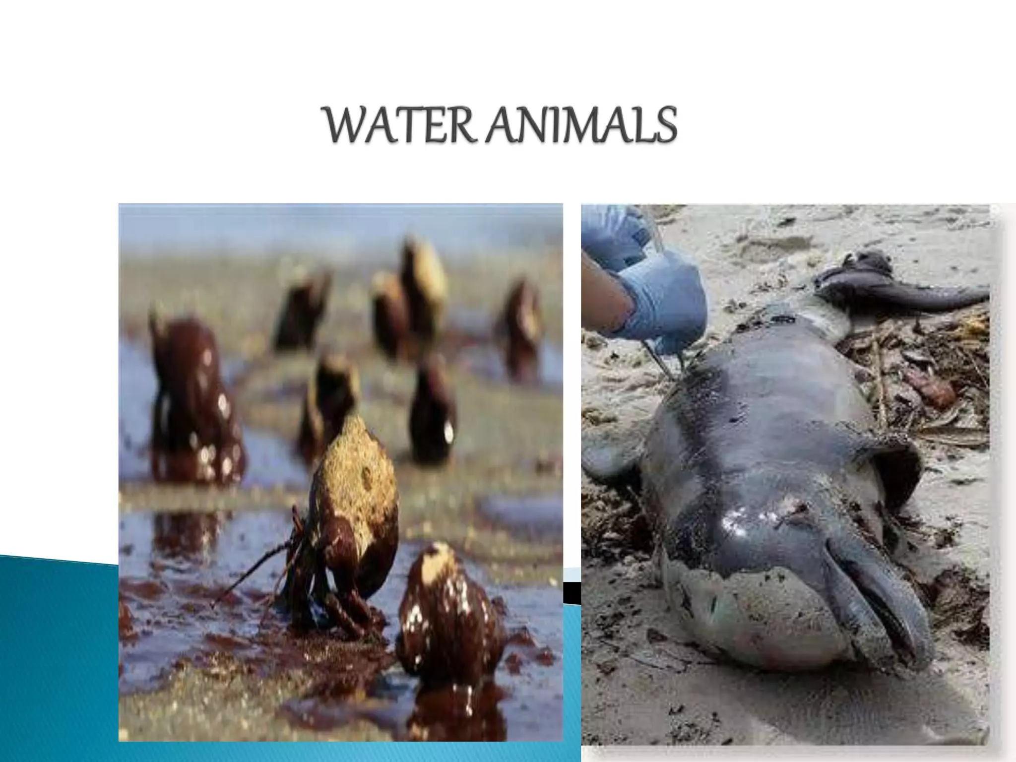 Oil spill (Causes, Control and Prevention) | PPTX