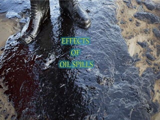 Oil spill | PPTX
