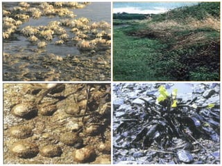 Oil spill Response Awareness 2013 | PPT | Environment | Science