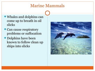 Oil spillls | PPT