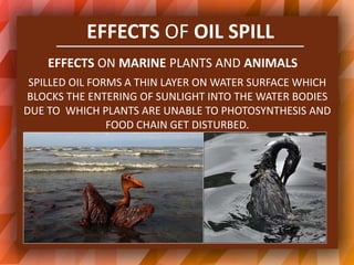 Oil spills : best project awardee | PPTX