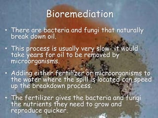 Oil Spill Clean Up Bacteria