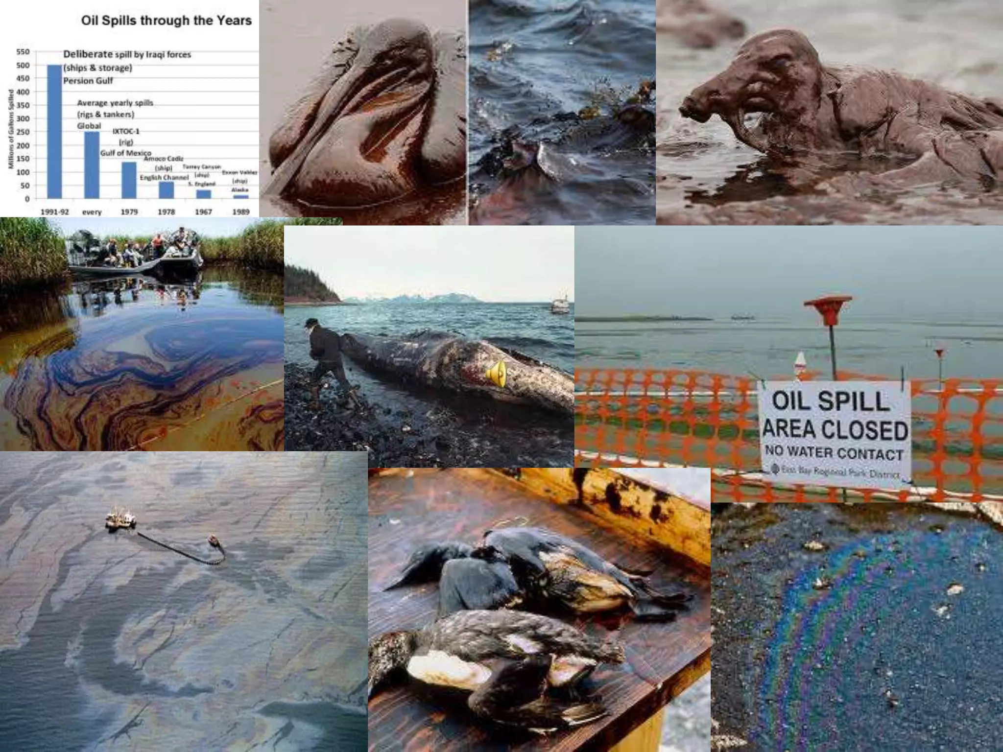 Oil spills powerpoint brooke costanzo | PPTX | Environment | Science