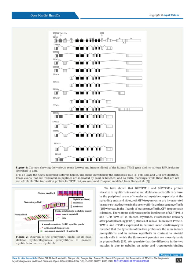 Crimson Publishers_Recent Progress in the Association of TPM1 in ...
