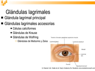 Anatomia Del Globo Ocular Ppt