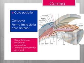 Ojo Anatomía | PPTX