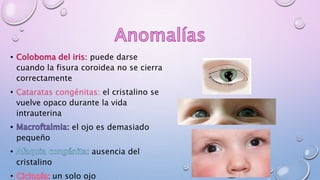 Formación del ojo | PPTX