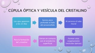 Formación del ojo | PPTX