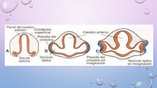 Formación del ojo | PPTX