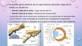 Formación del ojo | PPTX