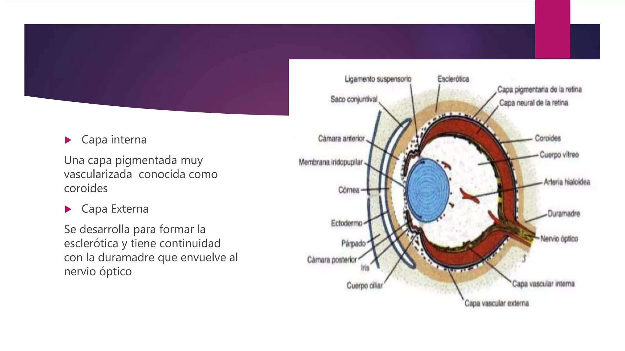 Ojo embriologia | PPT