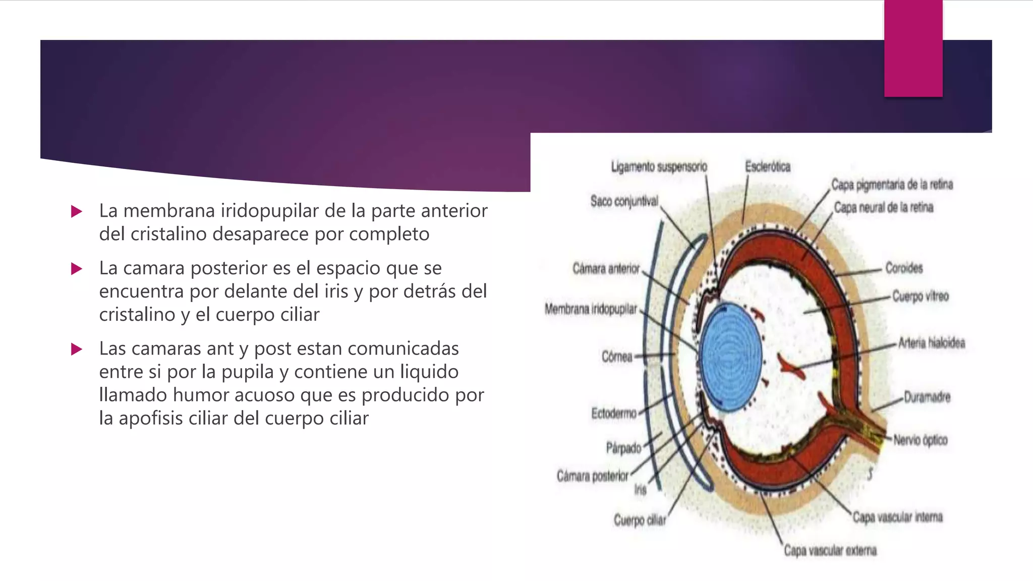 Ojo embriologia | PPT