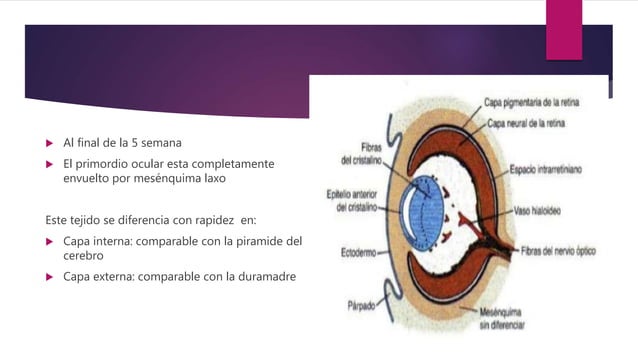 Ojo embriologia | PPT