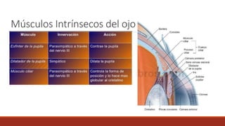 Ojo. Anatomía | PPTX