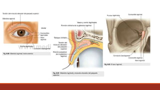Ojo. Anatomía | PPTX