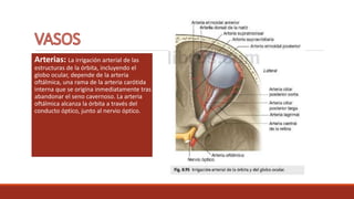 Ojo. Anatomía | PPTX