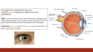 Ojo. Anatomía | PPTX