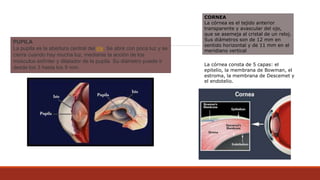 Ojo. Anatomía | PPTX