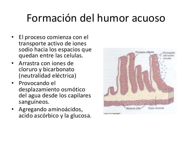 fisiologia Ojo y auditivo