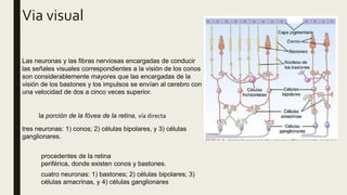FISIOLOGIA DE OJO 2 FUNCION RECEPTORA Y NERVIOSA DE LA RETINA | PPTX