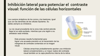FISIOLOGIA DE OJO 2 FUNCION RECEPTORA Y NERVIOSA DE LA RETINA | PPTX