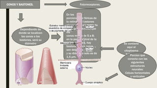 FISIOLOGIA DE OJO 2 FUNCION RECEPTORA Y NERVIOSA DE LA RETINA | PPTX