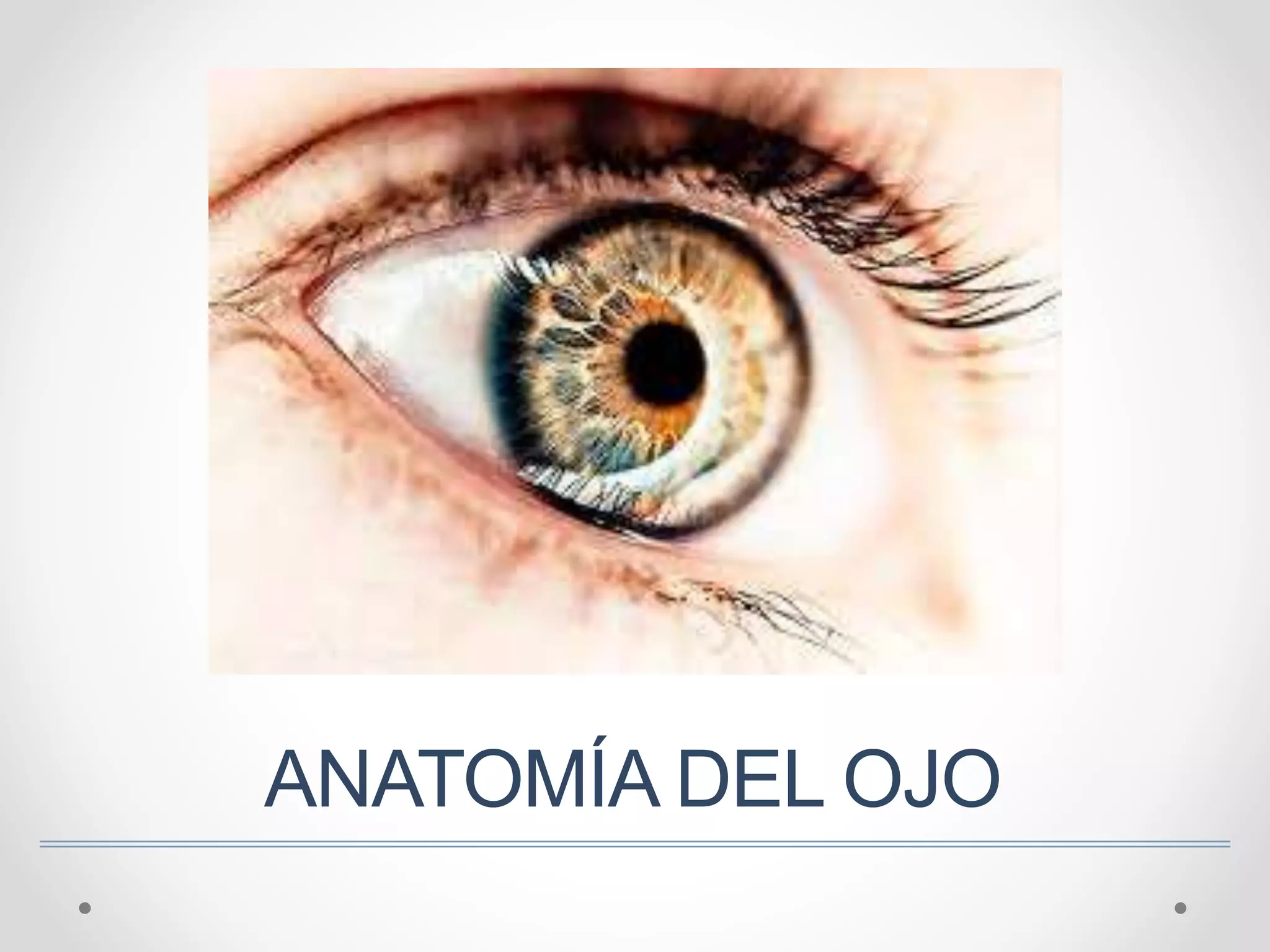 Anatomía Del Ojo Humano Ppt Diapositivas Sobre La Anatomía Del Ojo Y