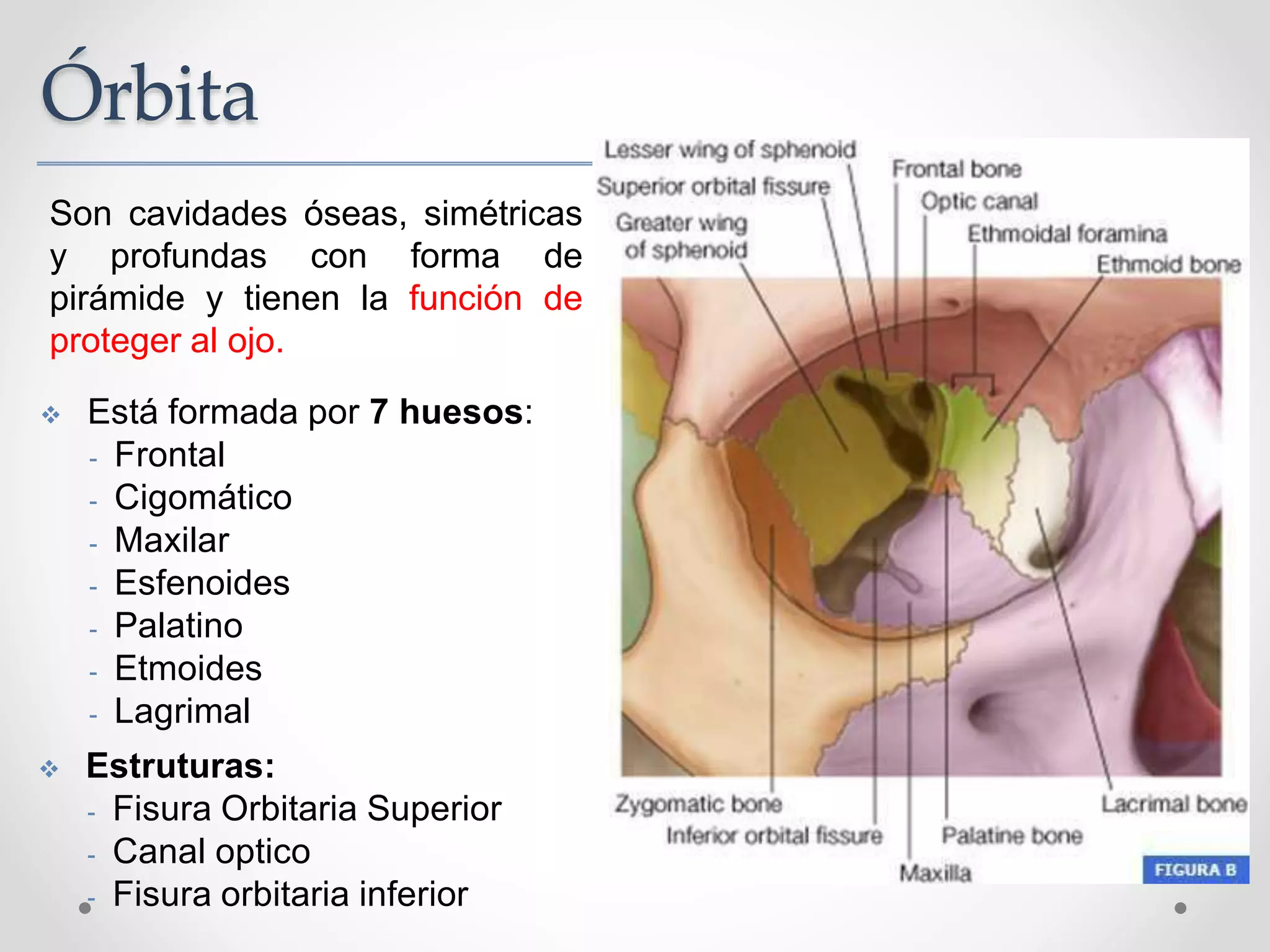 Anatomía Del Ojo Humano Ppt Diapositivas Sobre La Anatomía Del Ojo Y