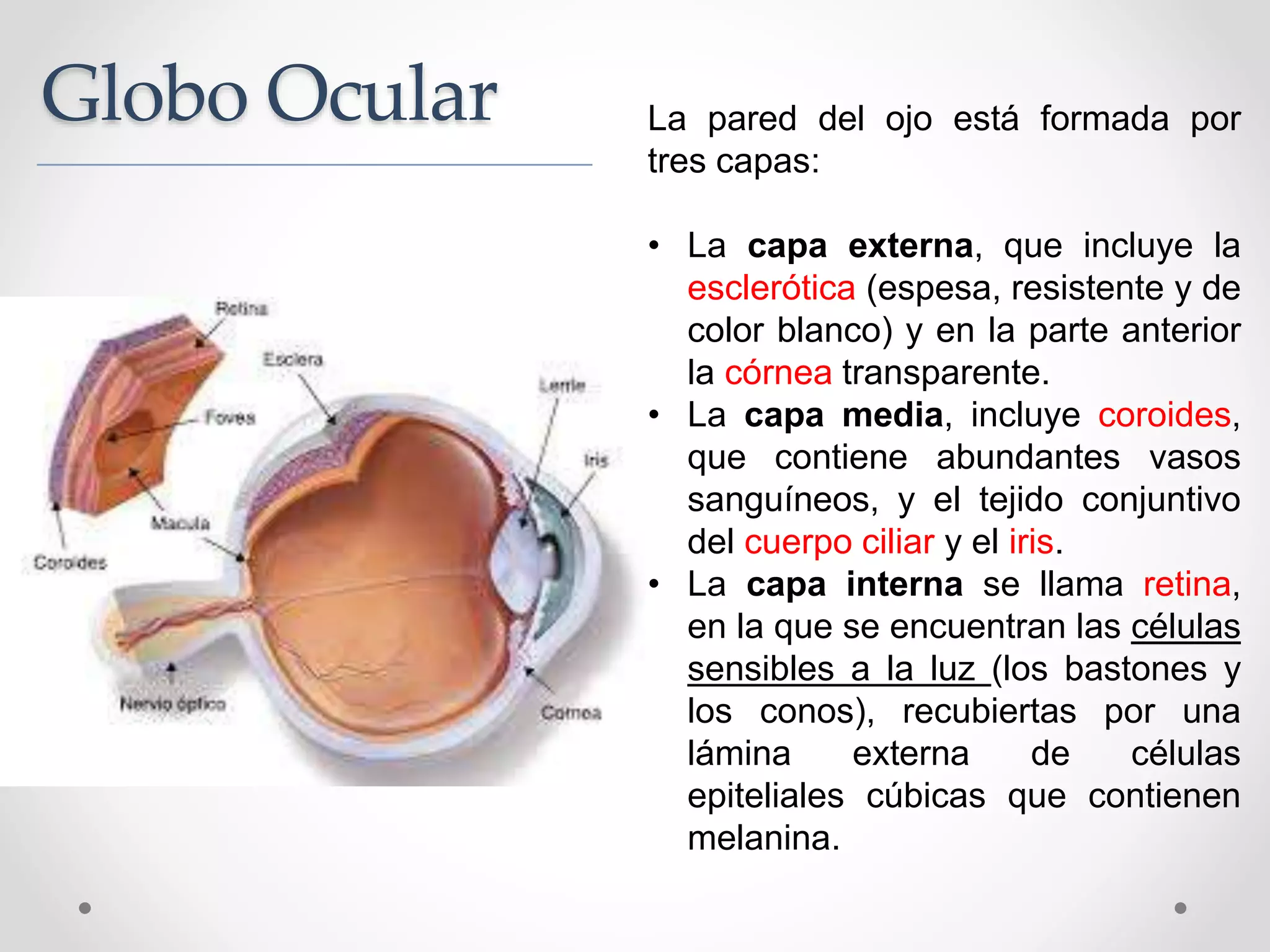 Ojo Anatomia Basica Pptx