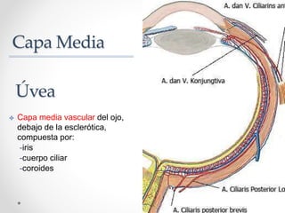 Ojo - Anatomia basica | PPTX