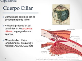 Ojo - Anatomia basica | PPTX