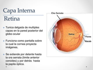Ojo - Anatomia basica | PPTX