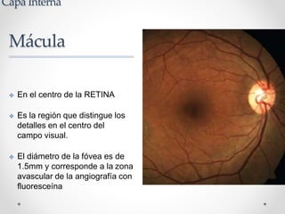 Ojo - Anatomia basica | PPTX