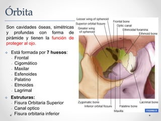 Ojo - Anatomia basica | PPTX