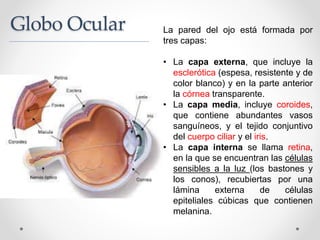 Ojo - Anatomia basica | PPTX