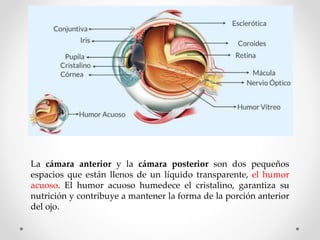Ojo - Anatomia basica | PPTX