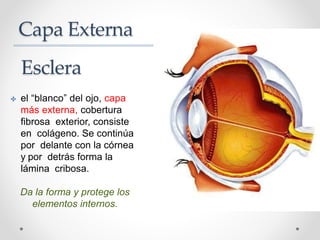 Ojo - Anatomia basica | PPTX