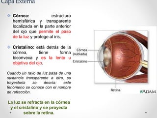 Ojo - Anatomia basica | PPTX