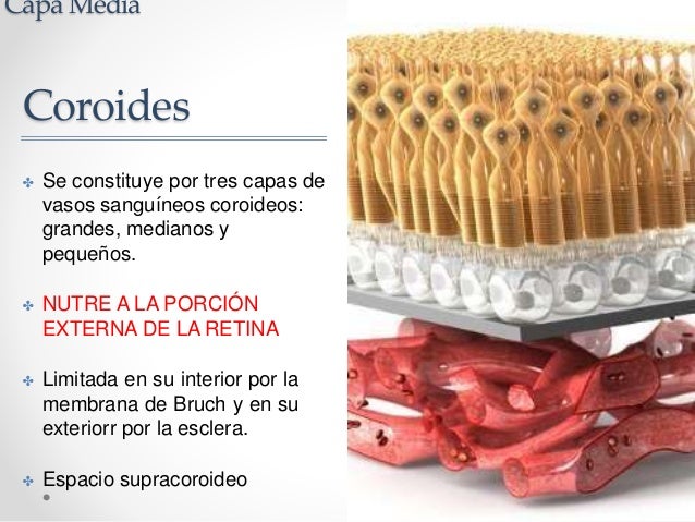 Ojo - Anatomia basica