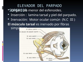 ANATOMÍA DEL OJO (ANEXOS), NERVIOS CRANEALES | PPT