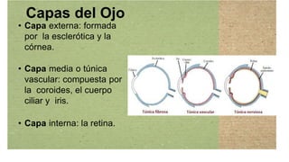 Ojo diapositiva definitiva..pptx