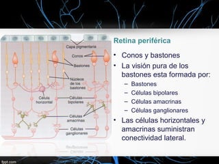 Ojo ii. función receptora y nerviosa de la retina | PPT