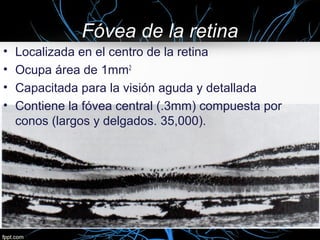 Ojo ii. función receptora y nerviosa de la retina | PPT