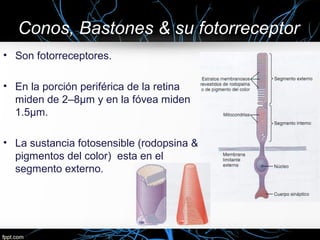 Ojo ii. función receptora y nerviosa de la retina | PPT