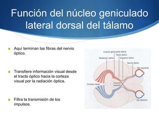 Ojo iii. neurología central de la visión | PPTX