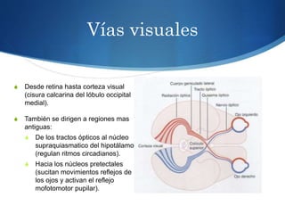 Ojo iii. neurología central de la visión | PPT